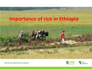 Importance of the rice sector in ethiopia | PPTX