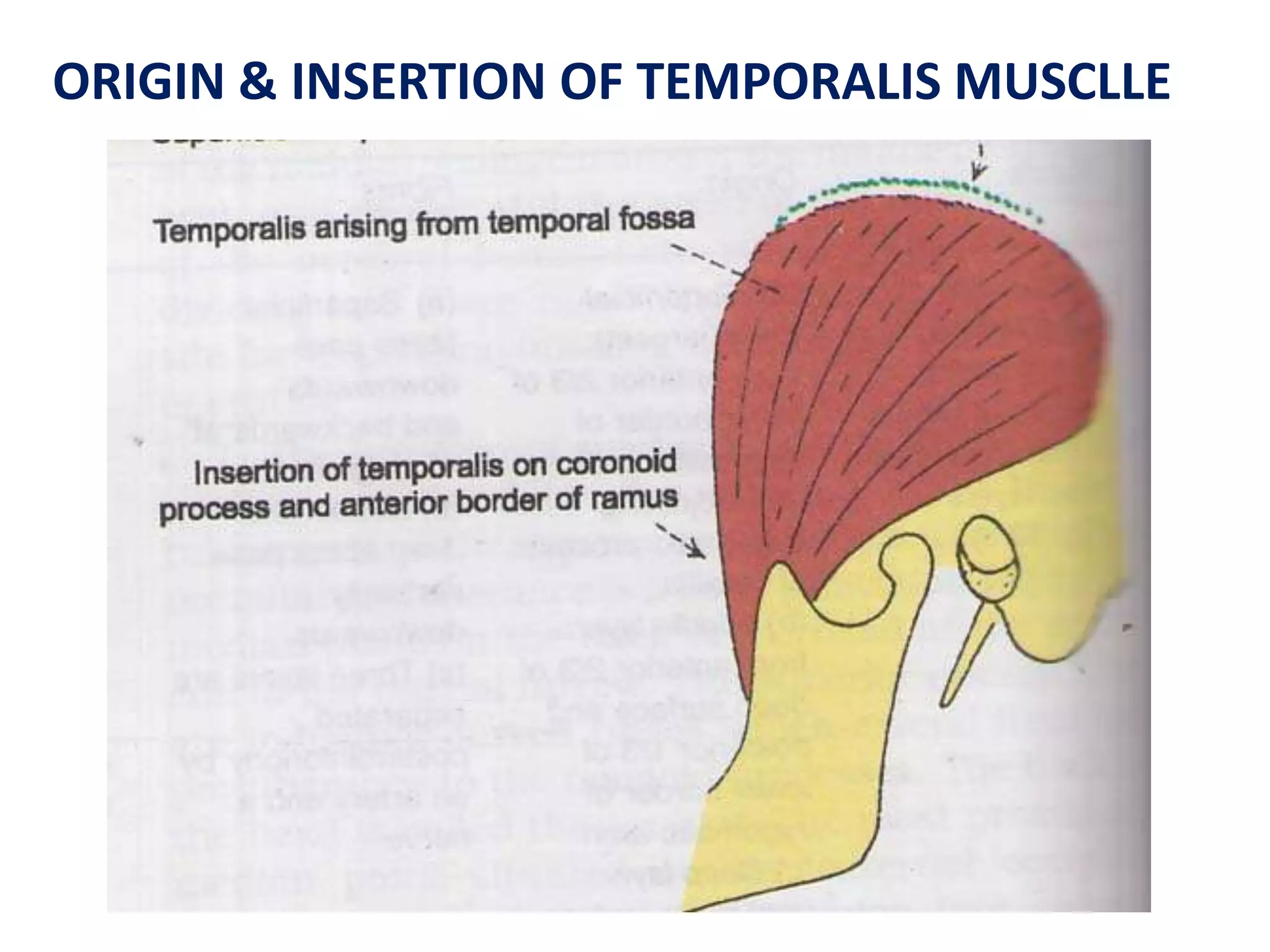 Ppt.infra temporal fossa | PPTX