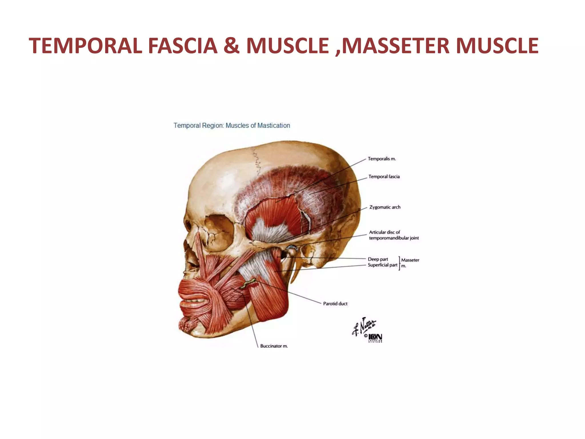 Ppt.infra temporal fossa | PPTX