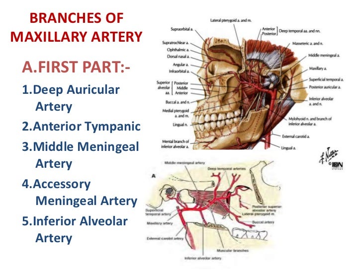 Ppt.infra temporal fossa