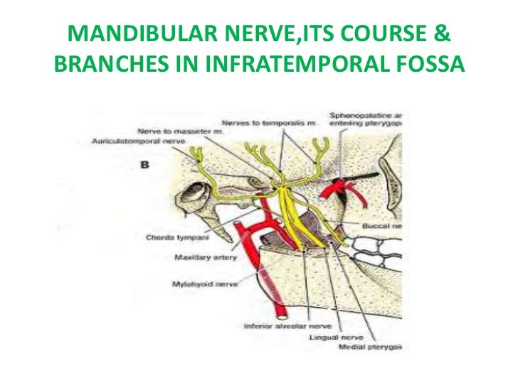 Ppt.infra temporal fossa