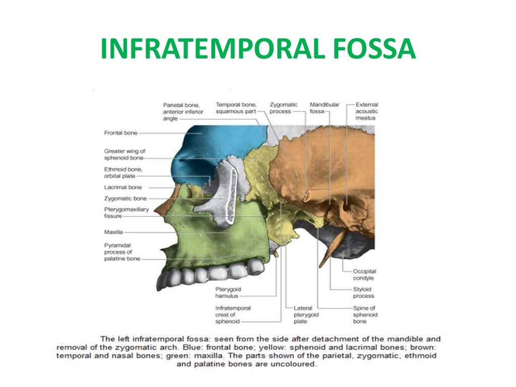 Ppt.infra temporal fossa