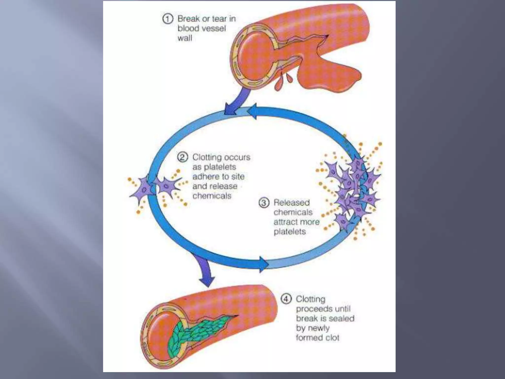ppt_-_intro_to_pathophysiology.pptx