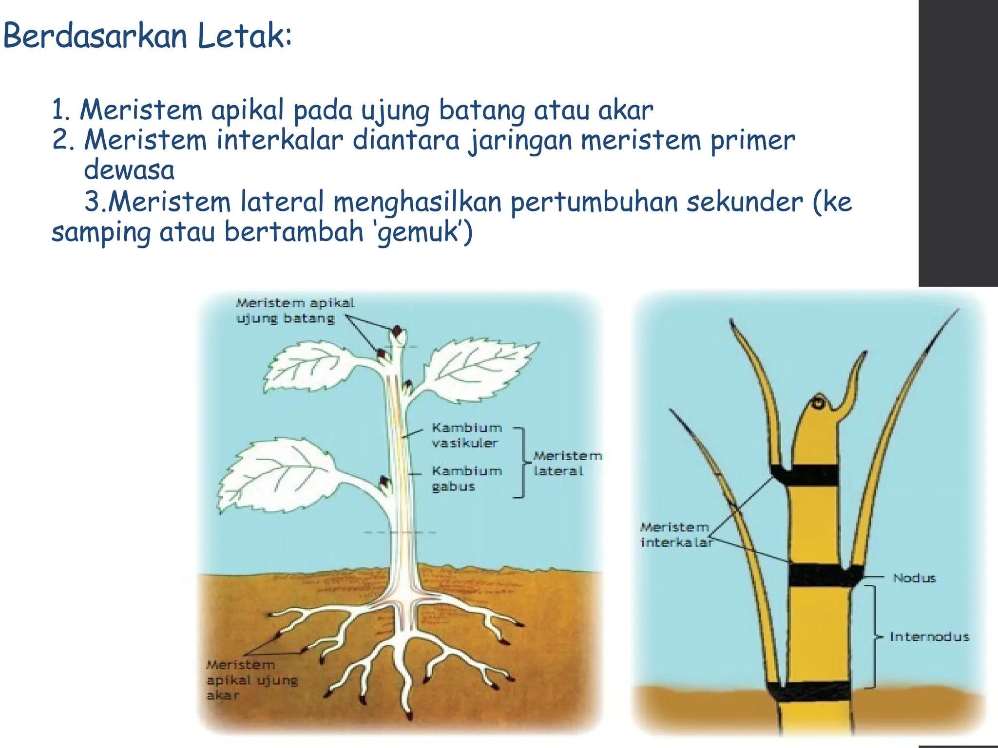 PPT-SISTEM-ORGAN-JARINGAN-TUMBUHAN-AKAR-BATANG-AUN.pptx