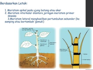 PPT-SISTEM-ORGAN-JARINGAN-TUMBUHAN-AKAR-BATANG-AUN.pptx