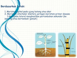 PPT-SISTEM-ORGAN-JARINGAN-TUMBUHAN-KELAS-11.pptx