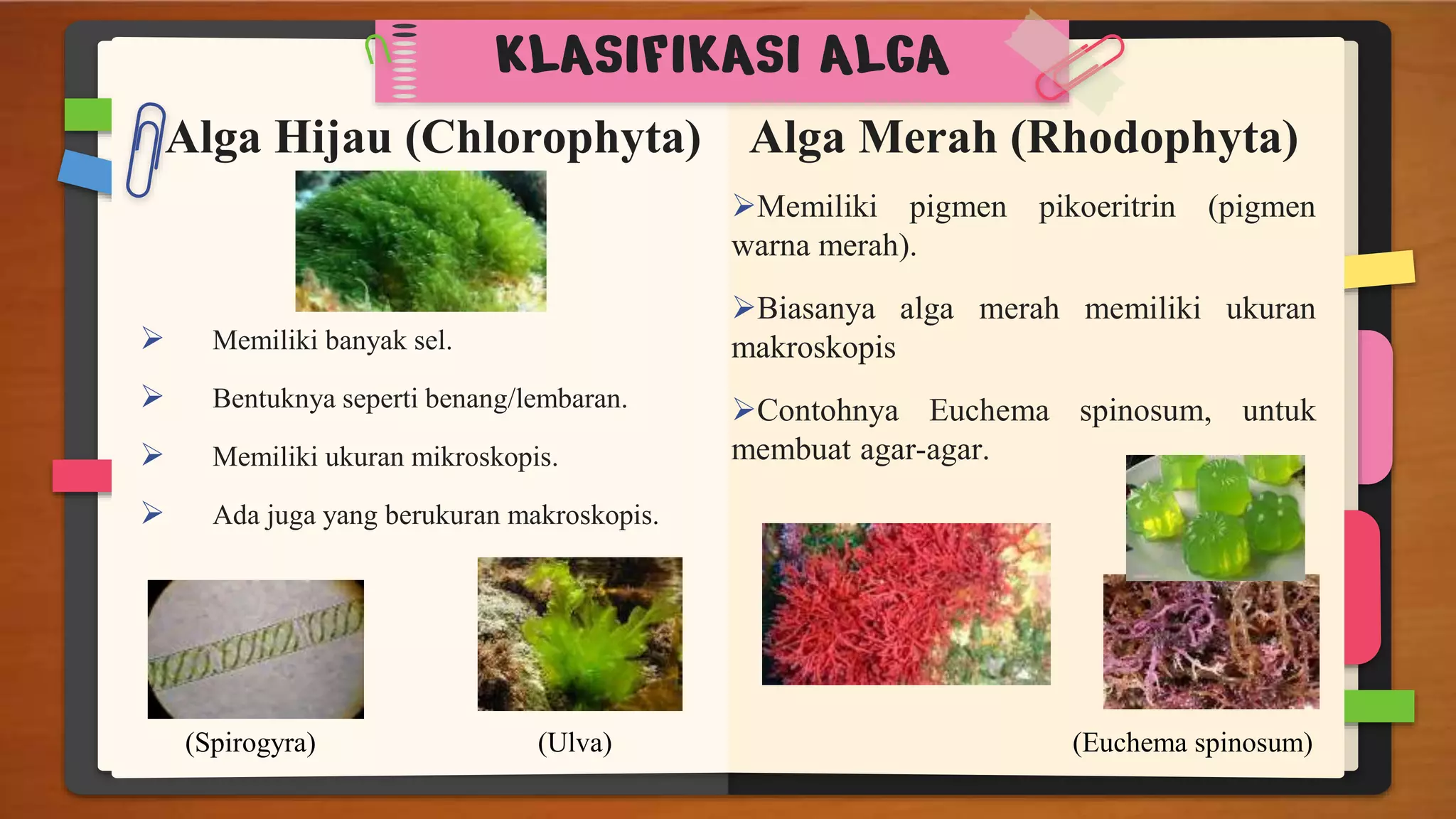 PPT - KEL 4 ALGA.pptx