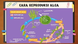 PPT - KEL 4 ALGA.pptx