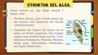 PPT - KEL 4 ALGA.pptx