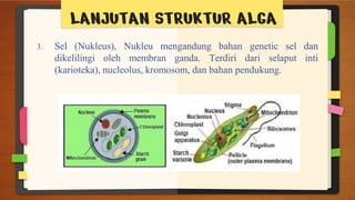 PPT - KEL 4 ALGA.pptx