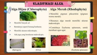 PPT - KEL 4 ALGA.pptx