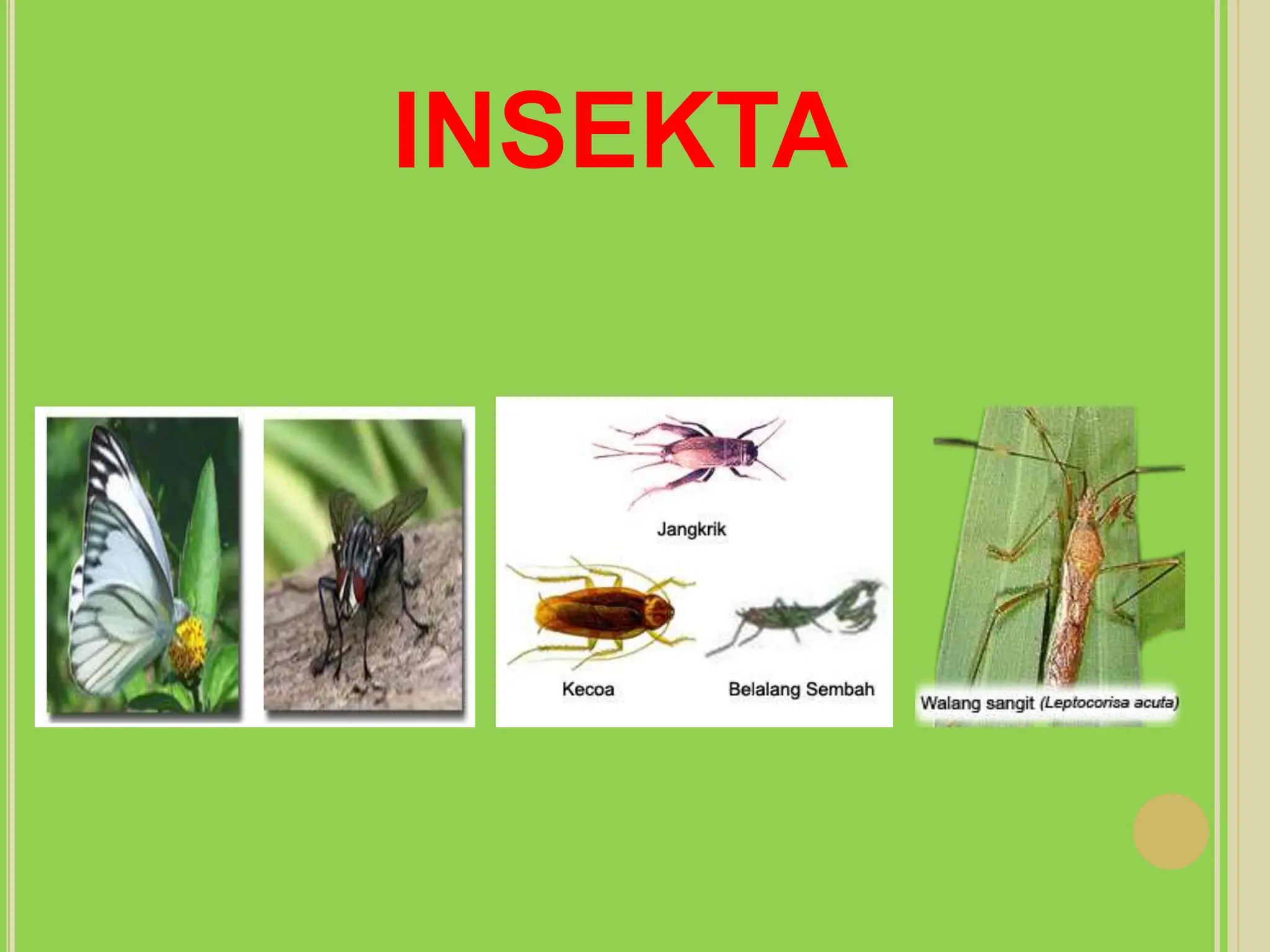 PPT - KLASIFIKASI - INSEKTA - IPA KELAS 7 | PPTX