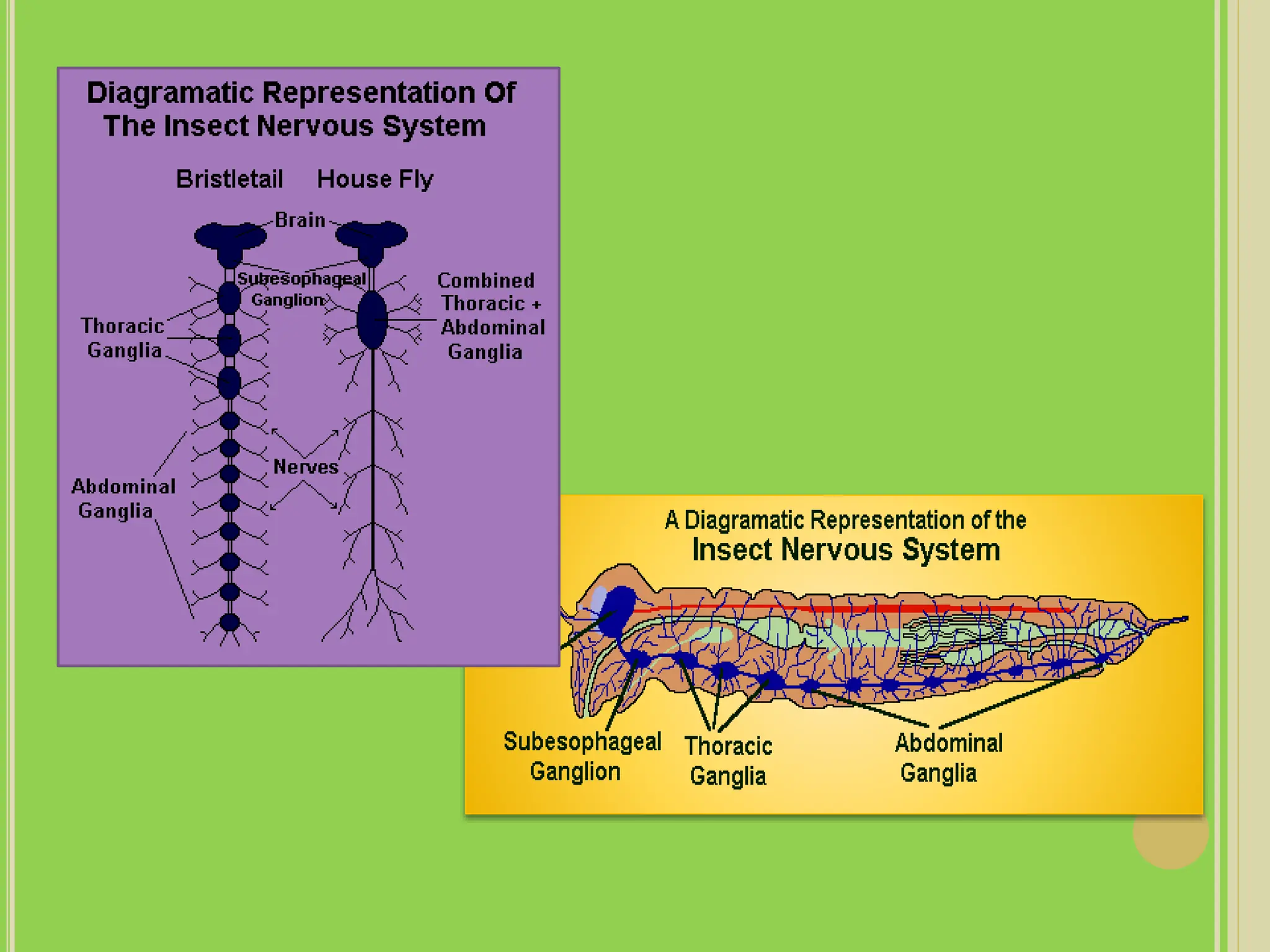 PPT - KLASIFIKASI - INSEKTA - IPA KELAS 7 | PPTX