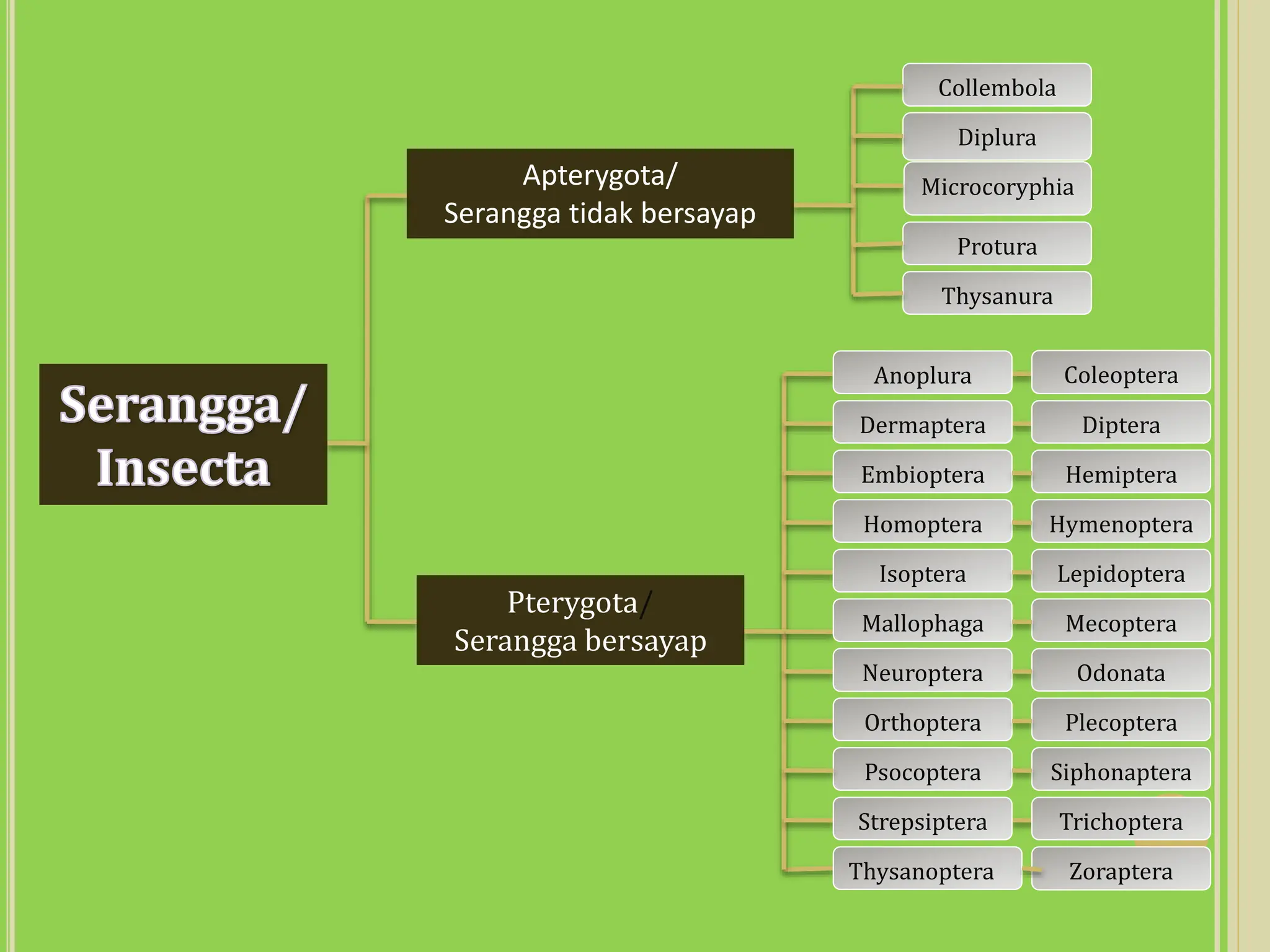 PPT - KLASIFIKASI - INSEKTA - IPA KELAS 7 | PPTX