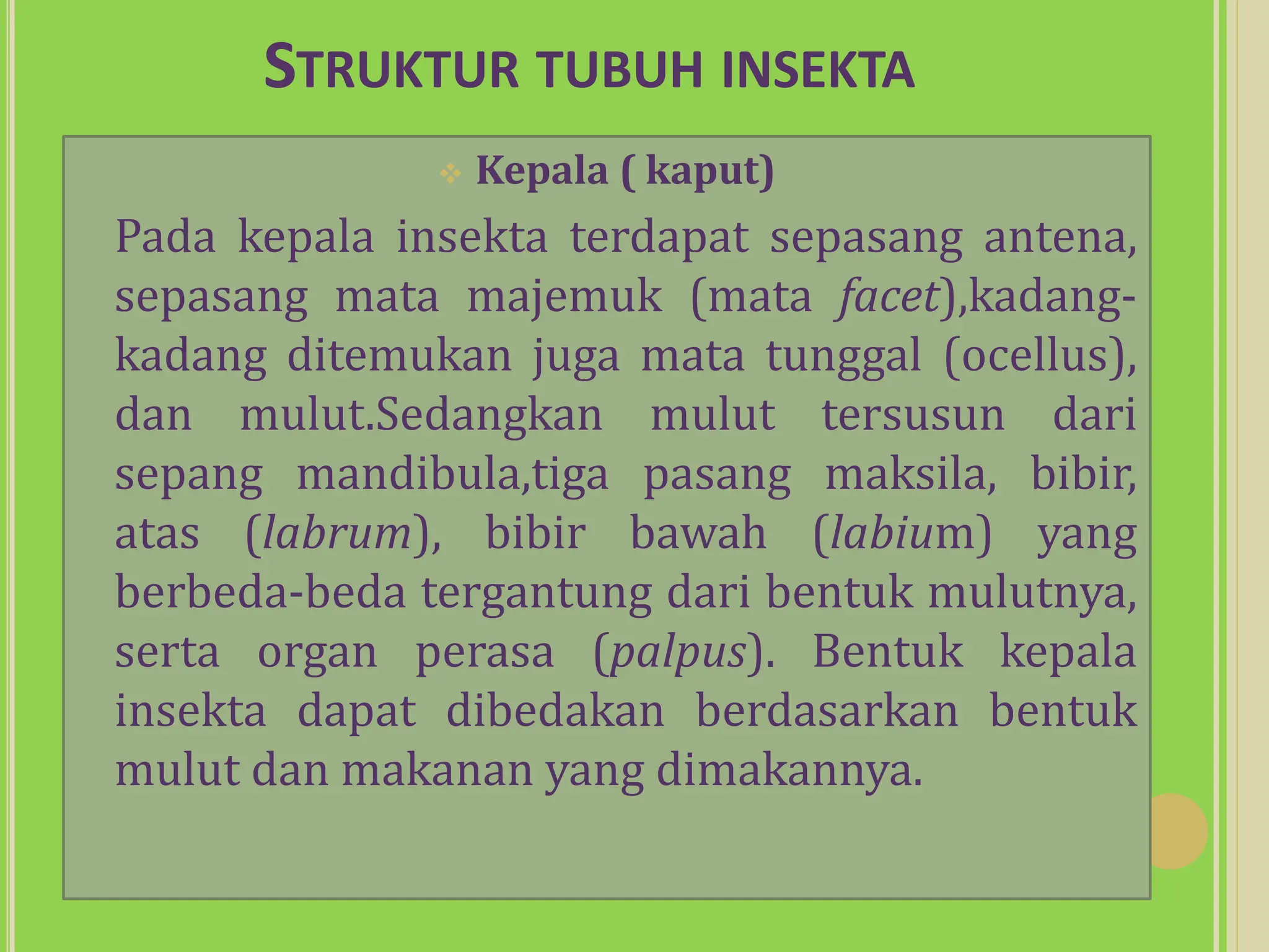 PPT - KLASIFIKASI - INSEKTA - IPA KELAS 7 | PPTX