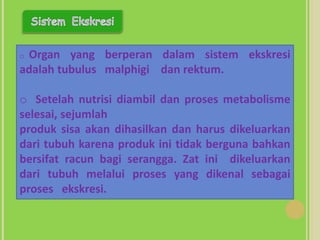 PPT - KLASIFIKASI - INSEKTA - IPA KELAS 7 | PPTX