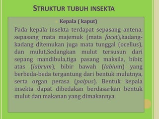 PPT - KLASIFIKASI - INSEKTA - IPA KELAS 7 | PPTX