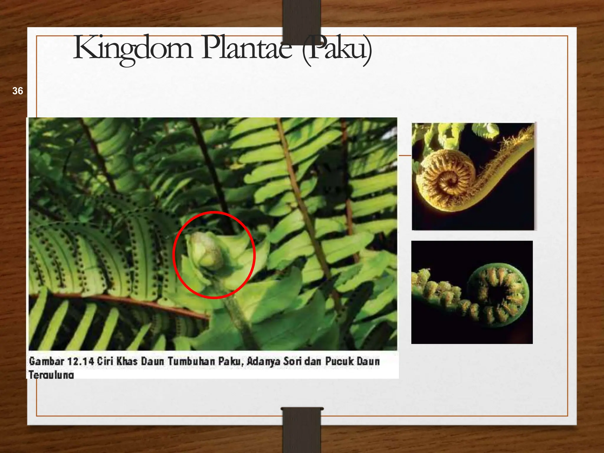 ppt-klasifikasi-makhluk-hidup-kelas-7 sampai 5 kingdom.pptx