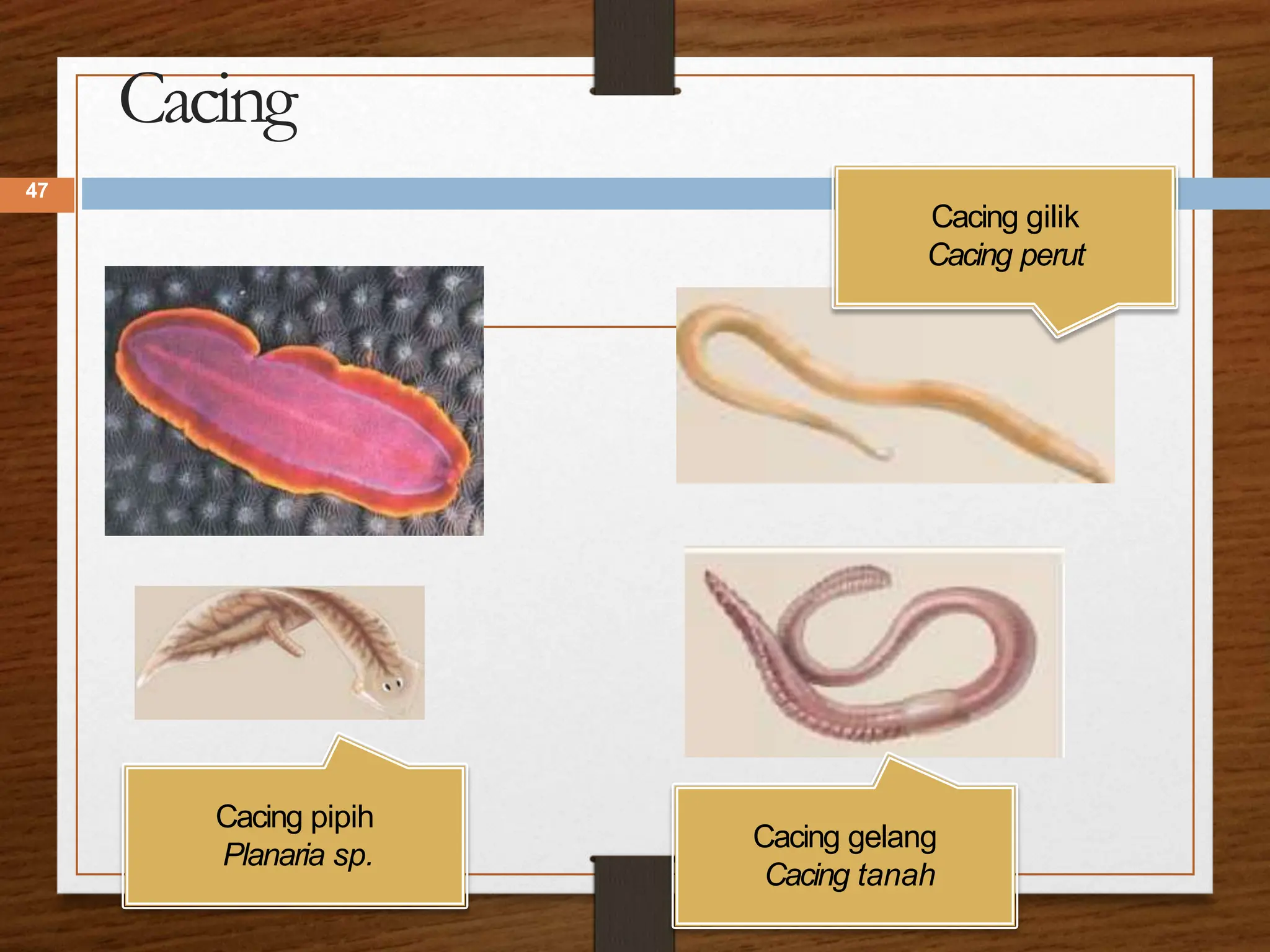 ppt-klasifikasi-makhluk-hidup-kelas-7 sampai 5 kingdom.pptx