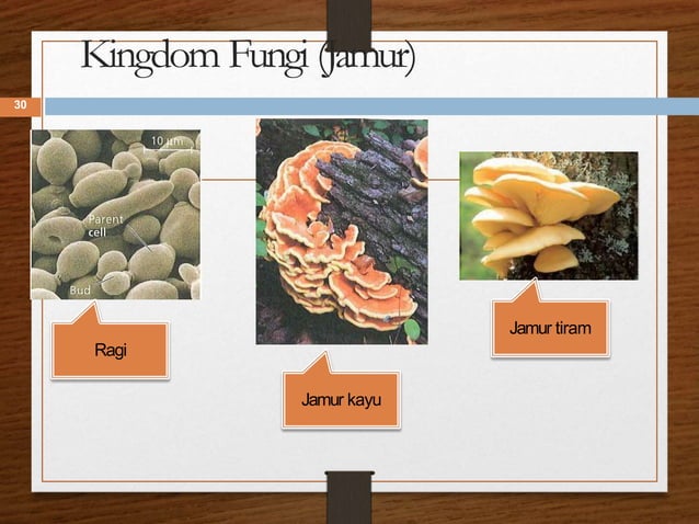 ppt-klasifikasi-makhluk-hidup-kelas-7 sampai 5 kingdom.pptx