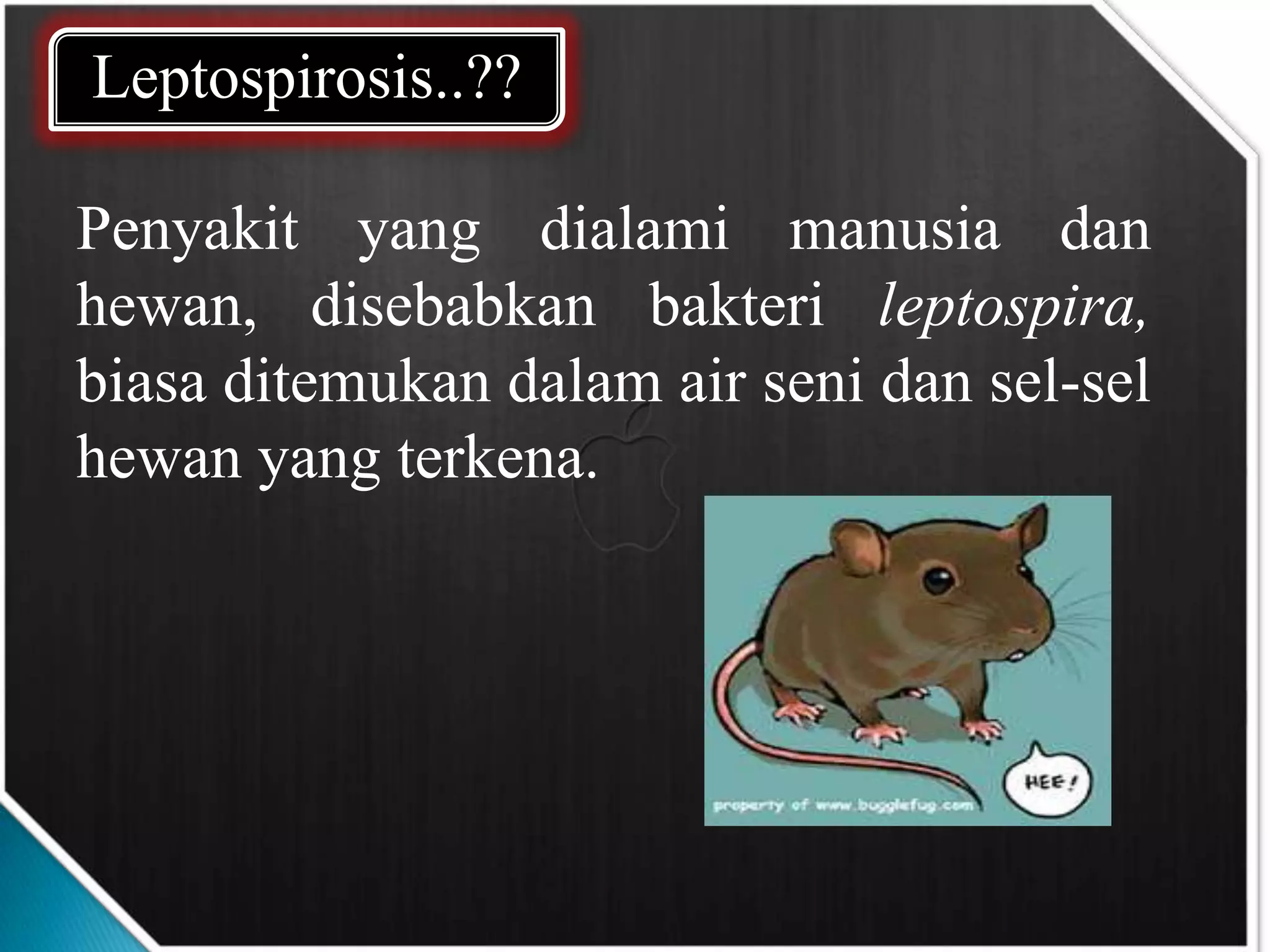 Ppt leptospirosis | PPTX