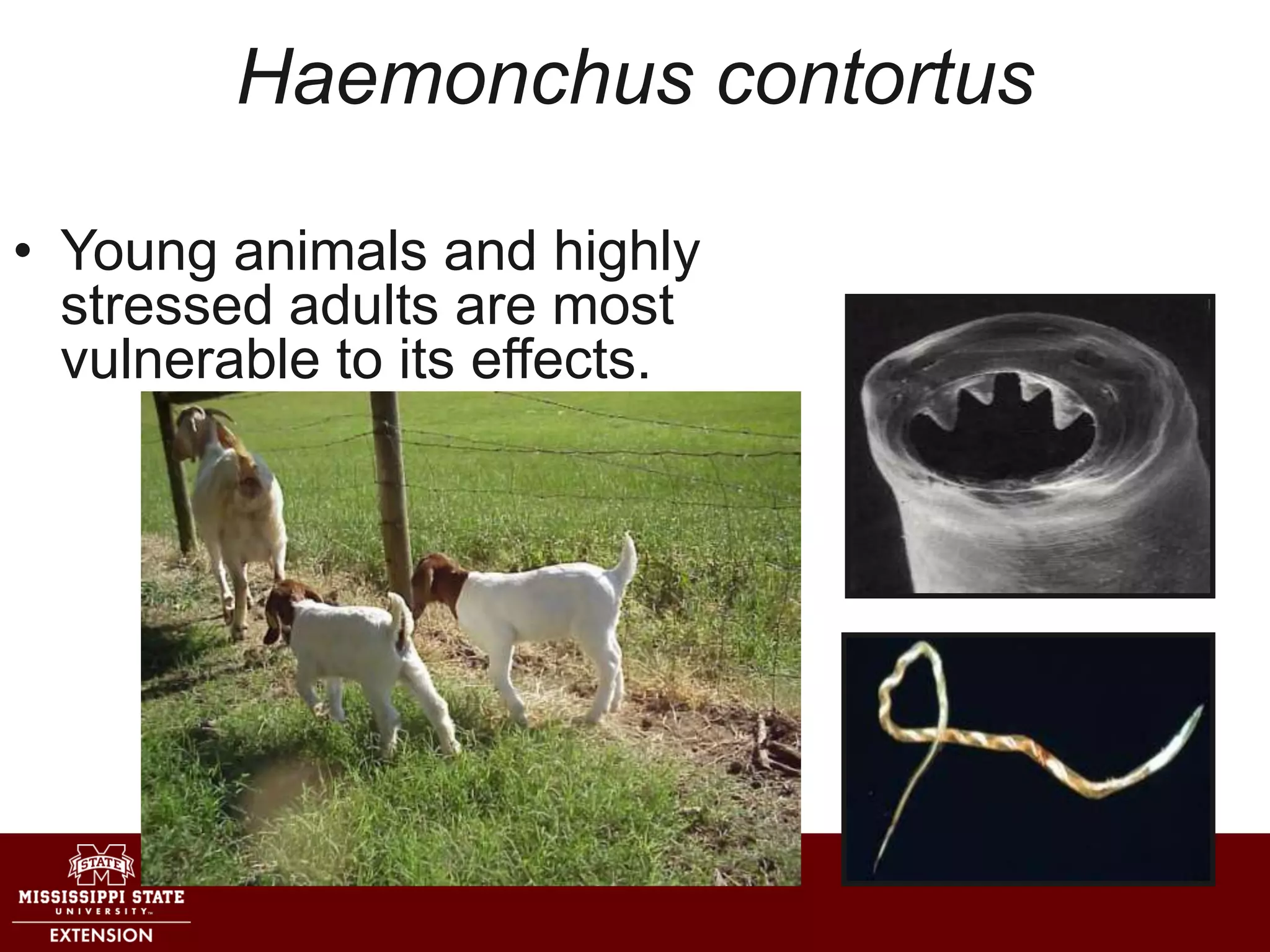 FAMACHA For the Control of Barber Pole Worm (Haemonchus contortus) in ...