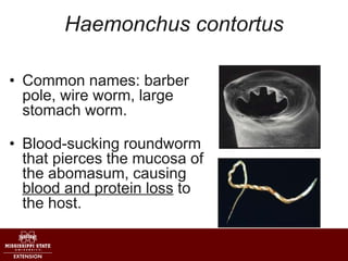 FAMACHA For the Control of Barber Pole Worm (Haemonchus contortus) in ...