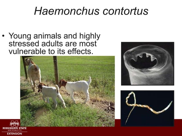 FAMACHA For the Control of Barber Pole Worm (Haemonchus contortus) in ...