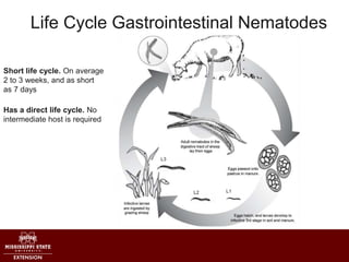 Haemonchus Contortus Life Cycle