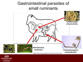 Haemonchus Contortus Life Cycle