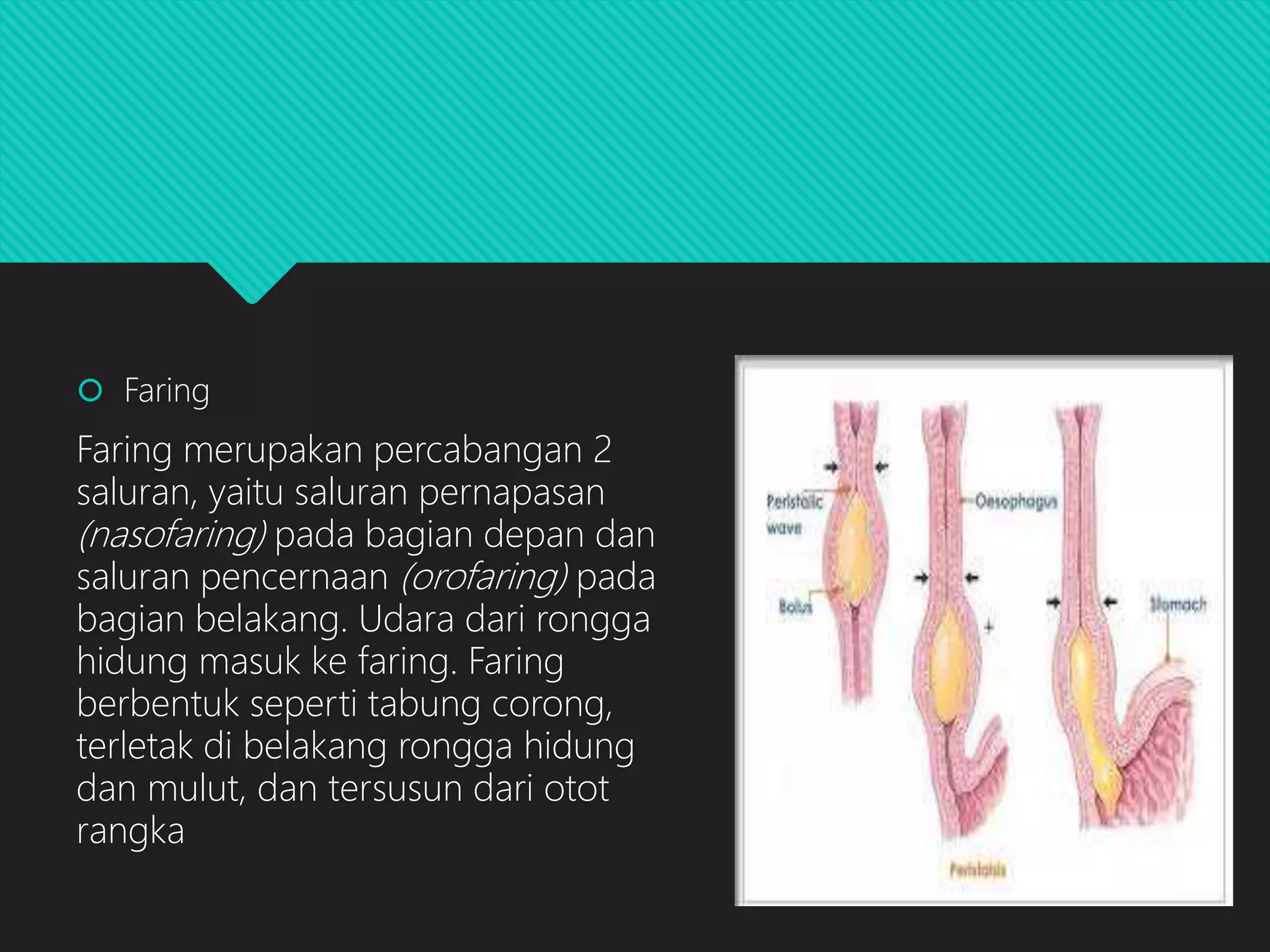 PPT-Materi-Sistem-Pencernaan-Manusia-Kelas-8-Kurikulum-2013.pptx.ppt