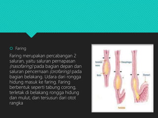 PPT-Materi-Sistem-Pencernaan-Manusia-Kelas-8-Kurikulum-2013.pptx.ppt