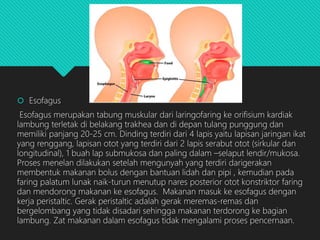 PPT-Materi-Sistem-Pencernaan-Manusia-Kelas-8-Kurikulum-2013.pptx.ppt