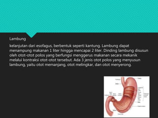 PPT-Materi-Sistem-Pencernaan-Manusia-Kelas-8-Kurikulum-2013.pptx.ppt