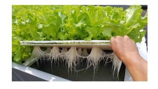 PPT dan MATERI-WEBINAR-HIDROPONIK-PDF.pdf