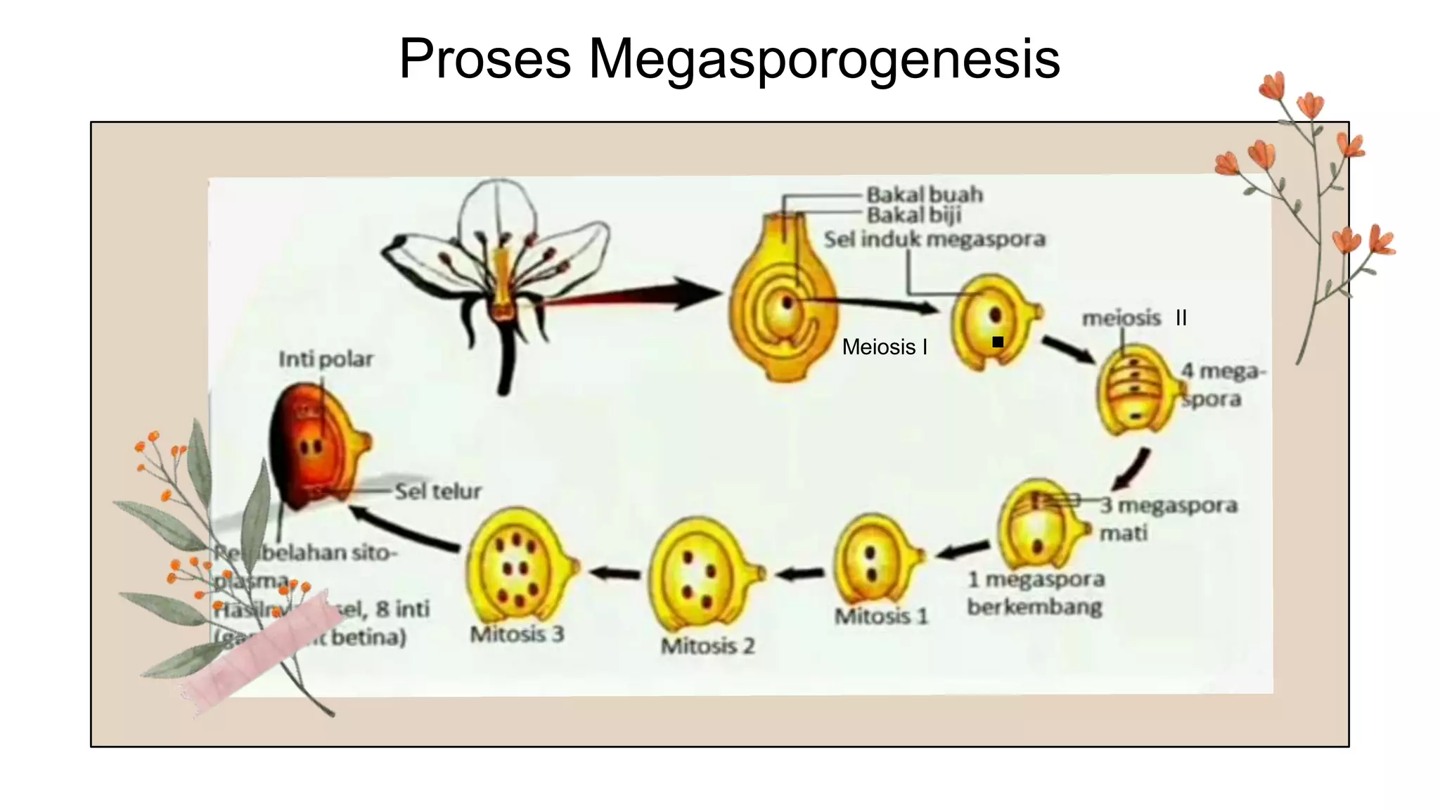 PPT-Megasporogenesis-1.pptx