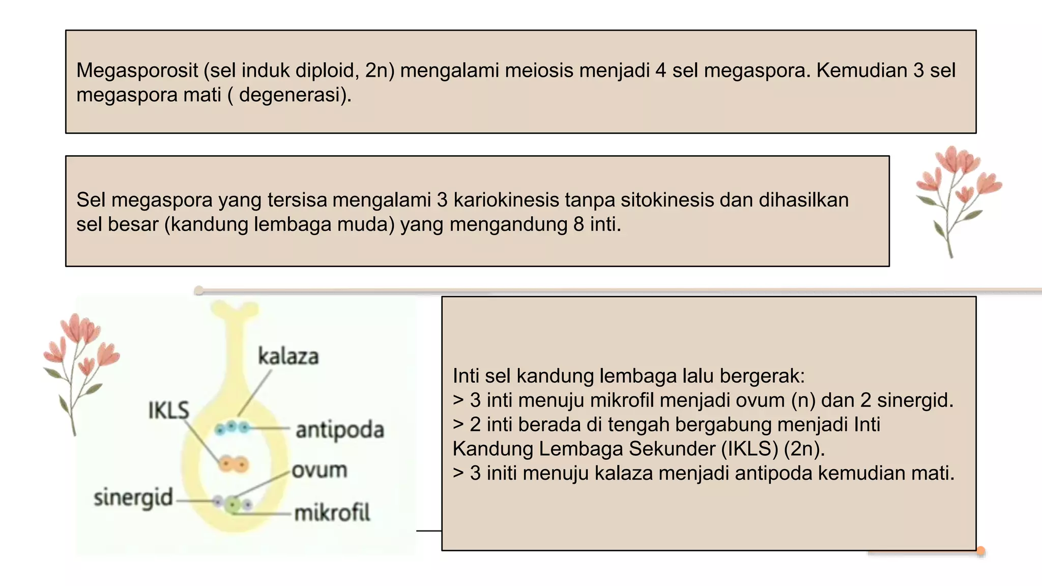 PPT-Megasporogenesis-1.pptx