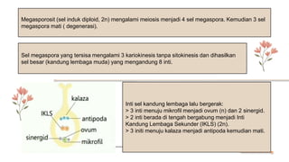 PPT-Megasporogenesis-1.pptx
