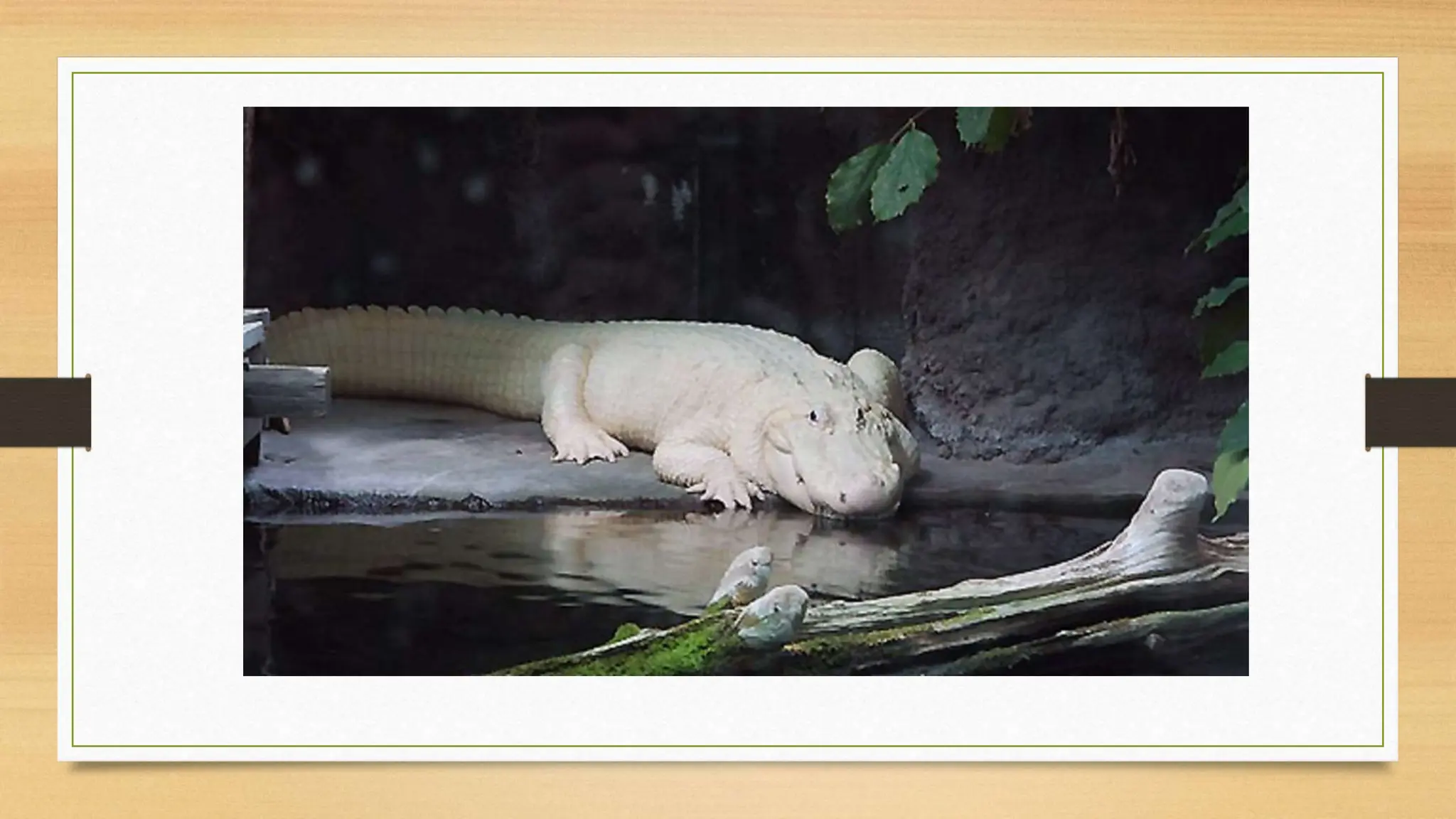 This is lesson about Mutation in science 10 | PPTX