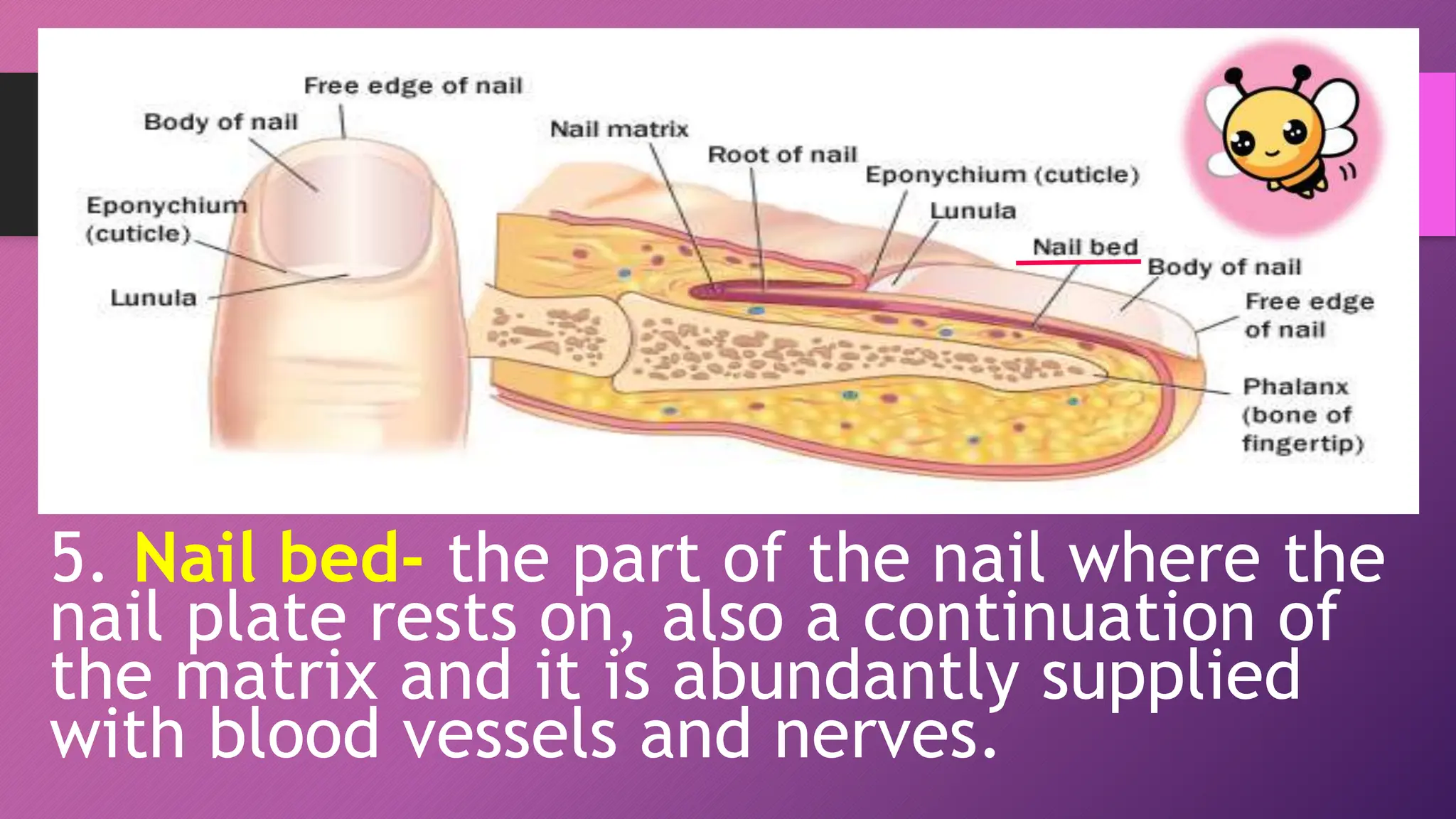 PPT-Nail-Structure-and-Shapes.pptx