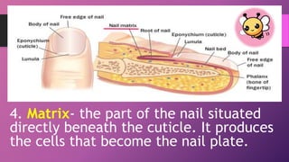 PPT-Nail-Structure-and-Shapes.pptx
