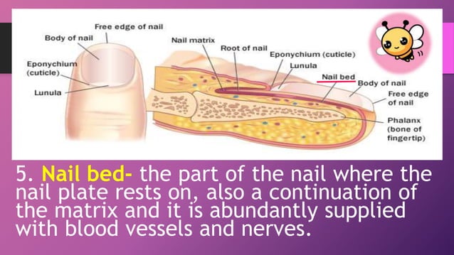 PPT-Nail-Structure-and-Shapes.pptx