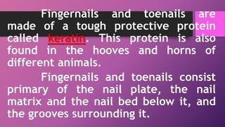 PPT-Nail-Structure-and-Shapes.pptx