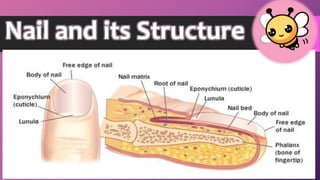 PPT-Nail-Structure-and-Shapes.pptx