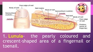 PPT-Nail-Structure-and-Shapes.pptx