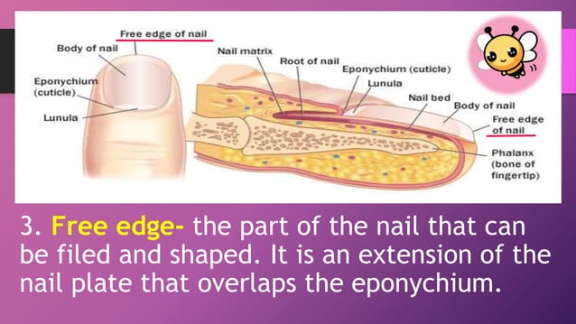 PPT-Nail-Structure-and-Shapes.pptx