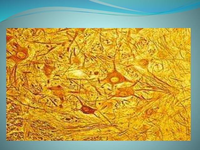 Ppt natural science | PPT