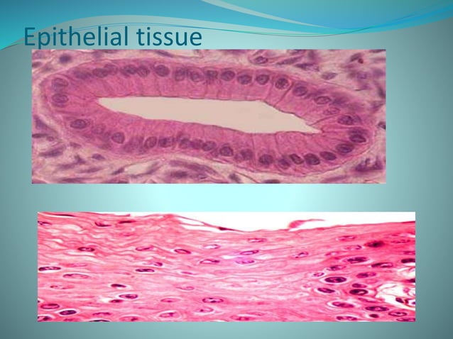 Ppt natural science | PPT