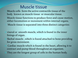 power point-animal tissue | PPTX