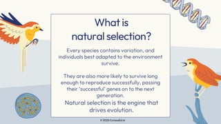 Natural Selection and Evolution Explained | PDF